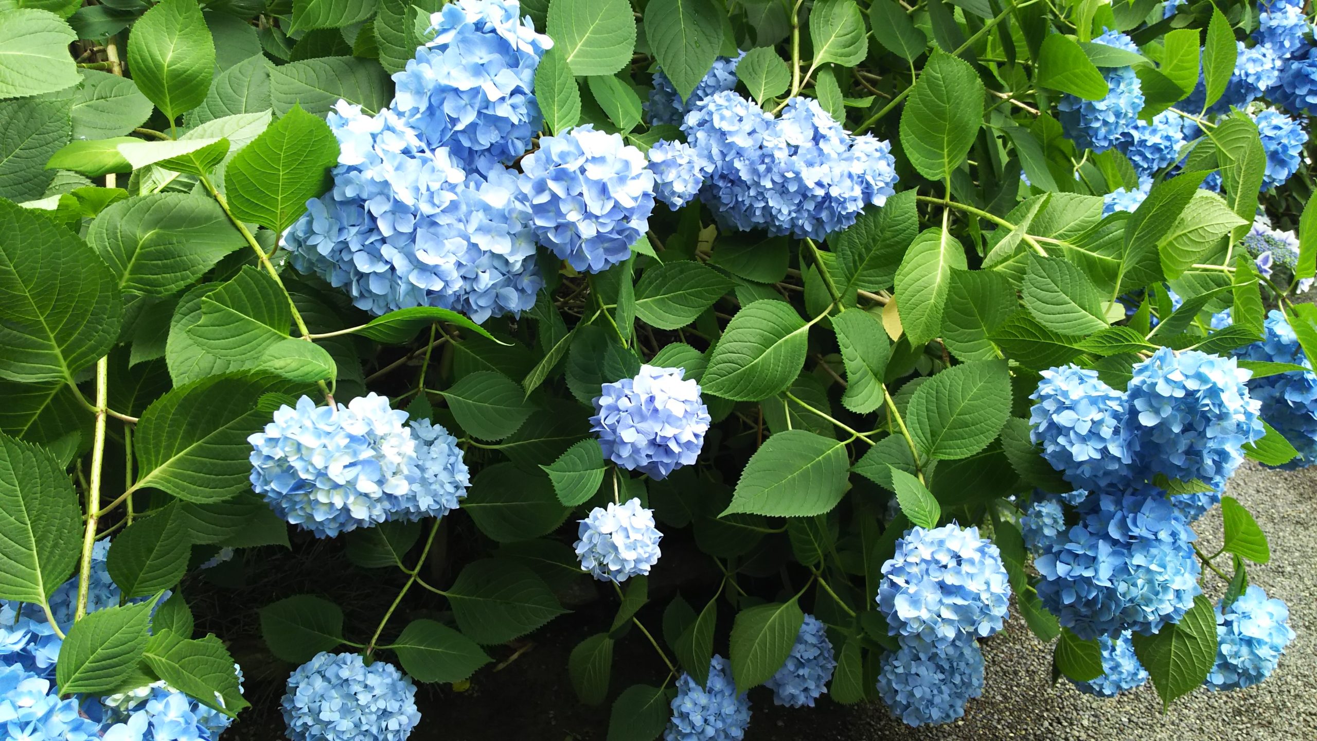 DSC_0865 | セカンドライフの生き方